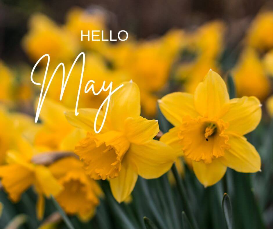 Project Quilt UFO – May - Quilting With Tamara